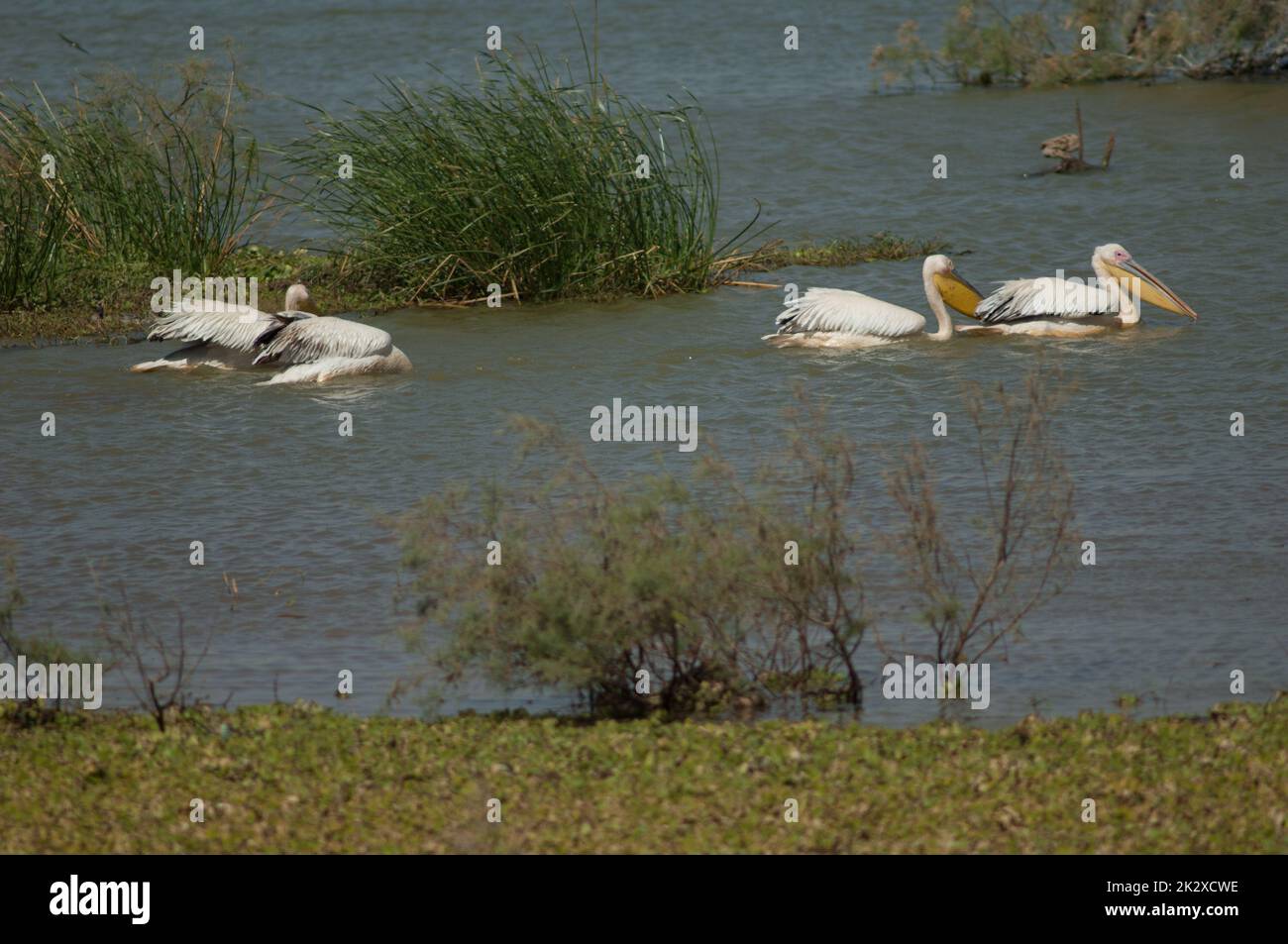 Great white pelicans Pelecanus onocrotalus in a lagoon Stock Photo - Alamy