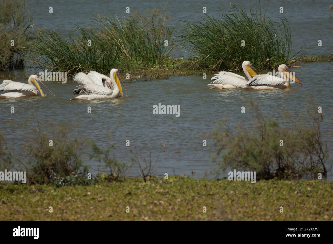Great white pelicans Pelecanus onocrotalus in a lagoon Stock Photo - Alamy