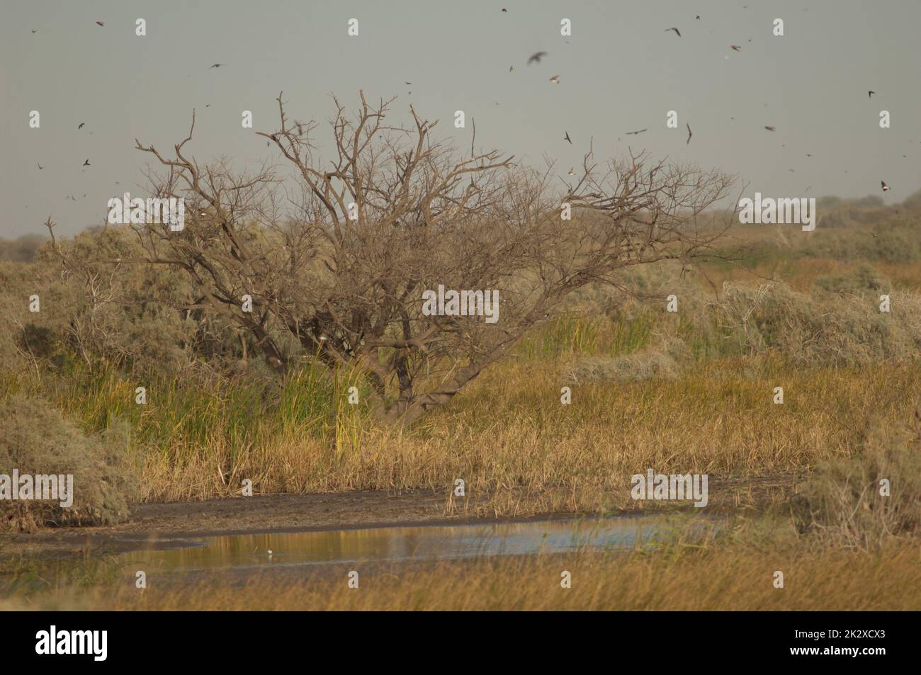 Riparia sp hi-res stock photography and images - Alamy