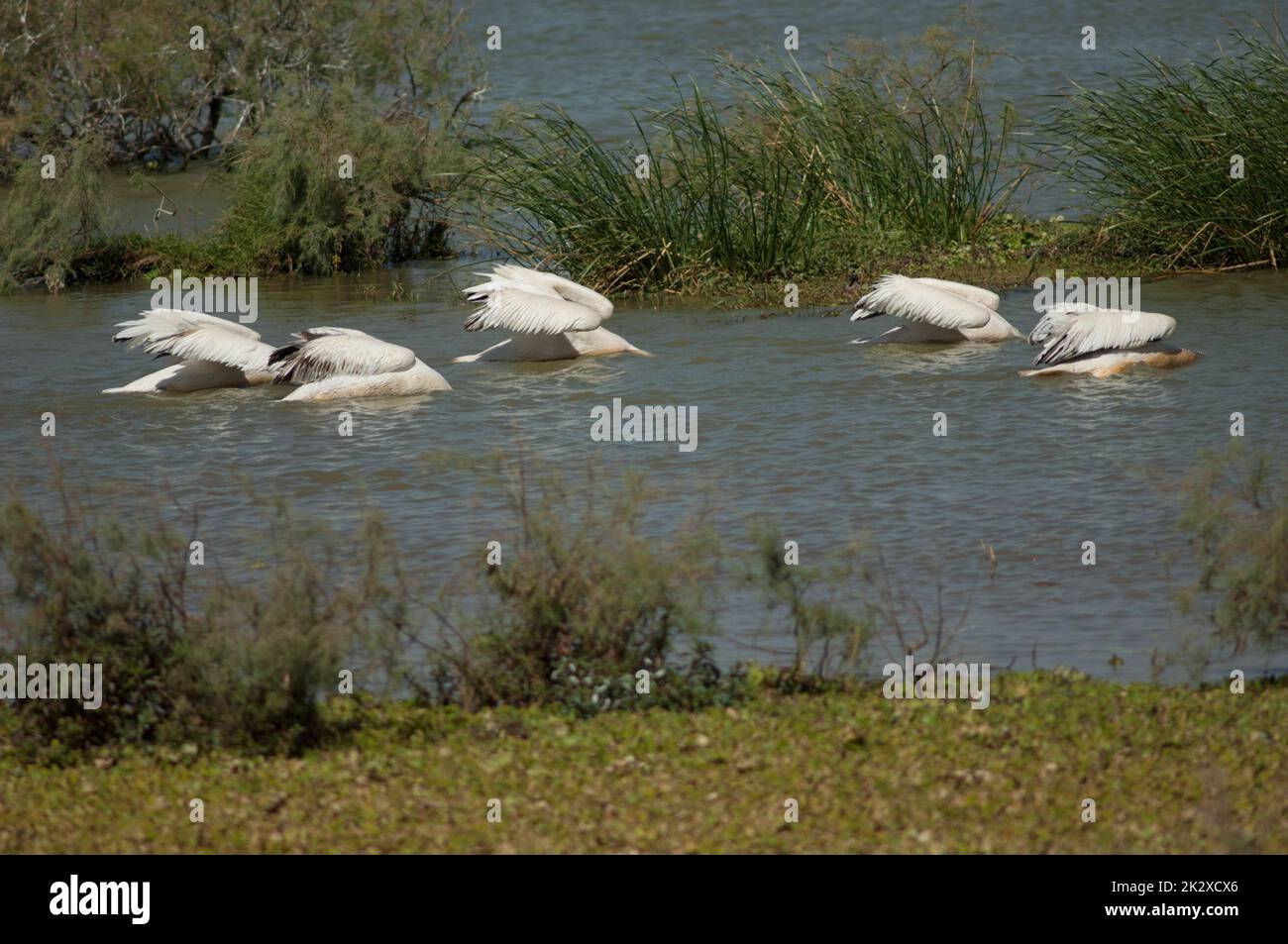 Great white pelicans Pelecanus onocrotalus in a lagoon Stock Photo - Alamy