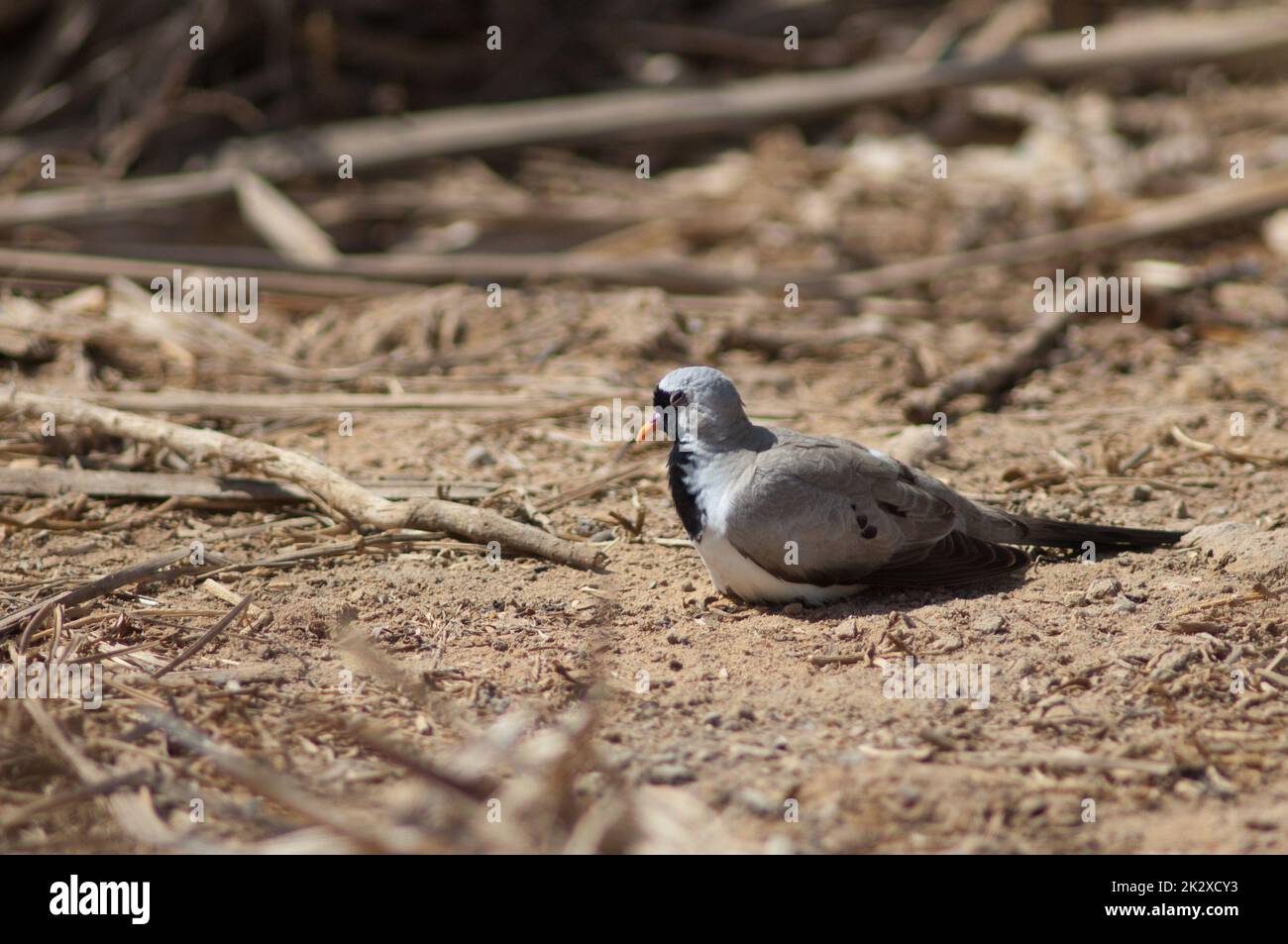 Male Namaqua dove Oena capensis sunbathing on the ground Stock Photo ...