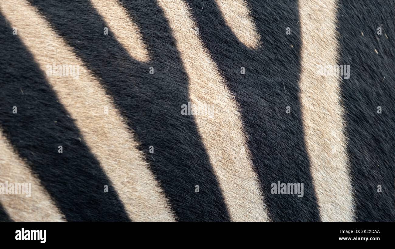 Close up of Zebras back, black and white photography. Black and white ...