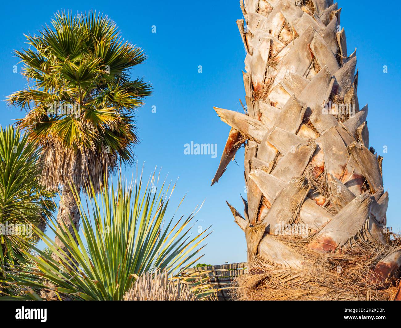 Palm tree trunk covered eith trimmed frond bases Stock Photo - Alamy