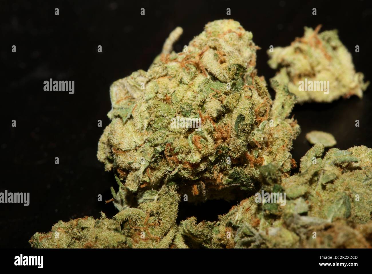 Marihuana buds close up in black background pure medical cbd super ...