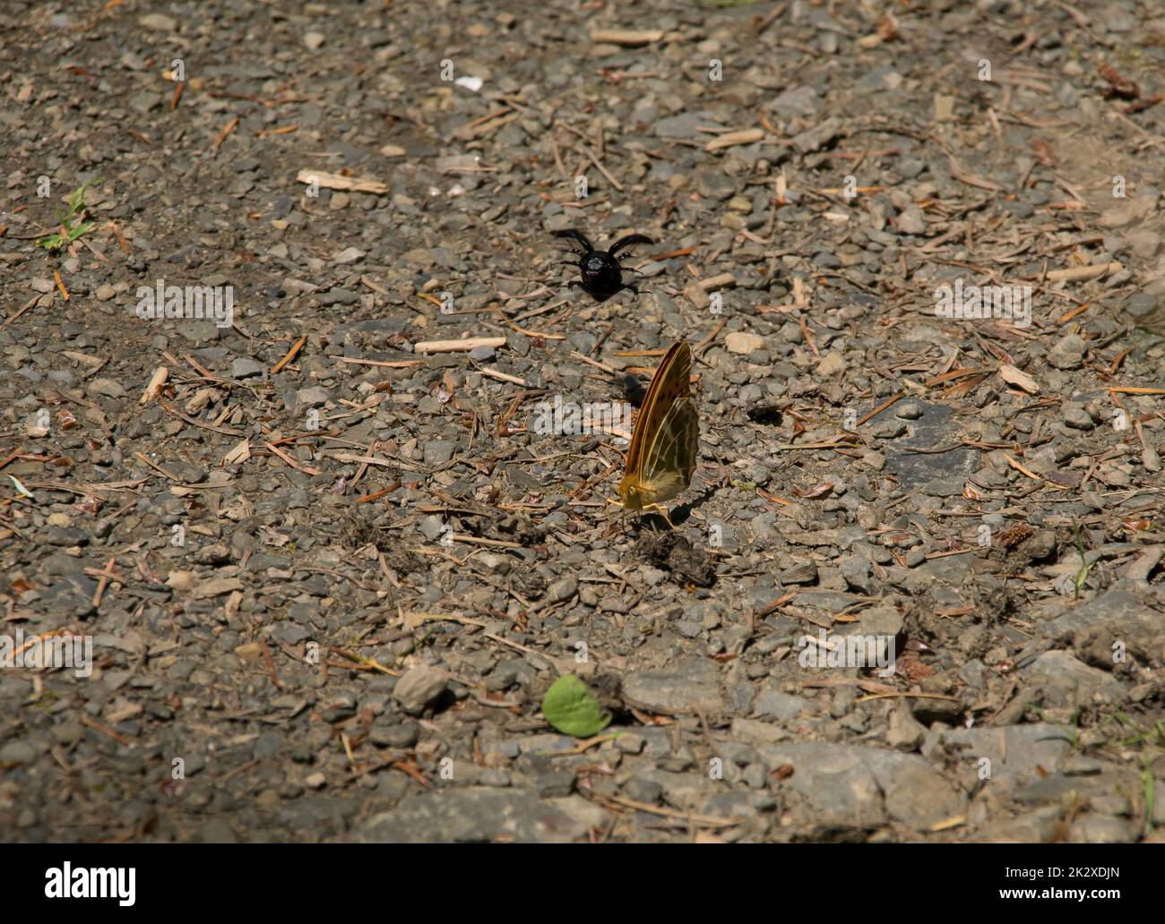 Ground with butterfly hi-res stock photography and images - Alamy