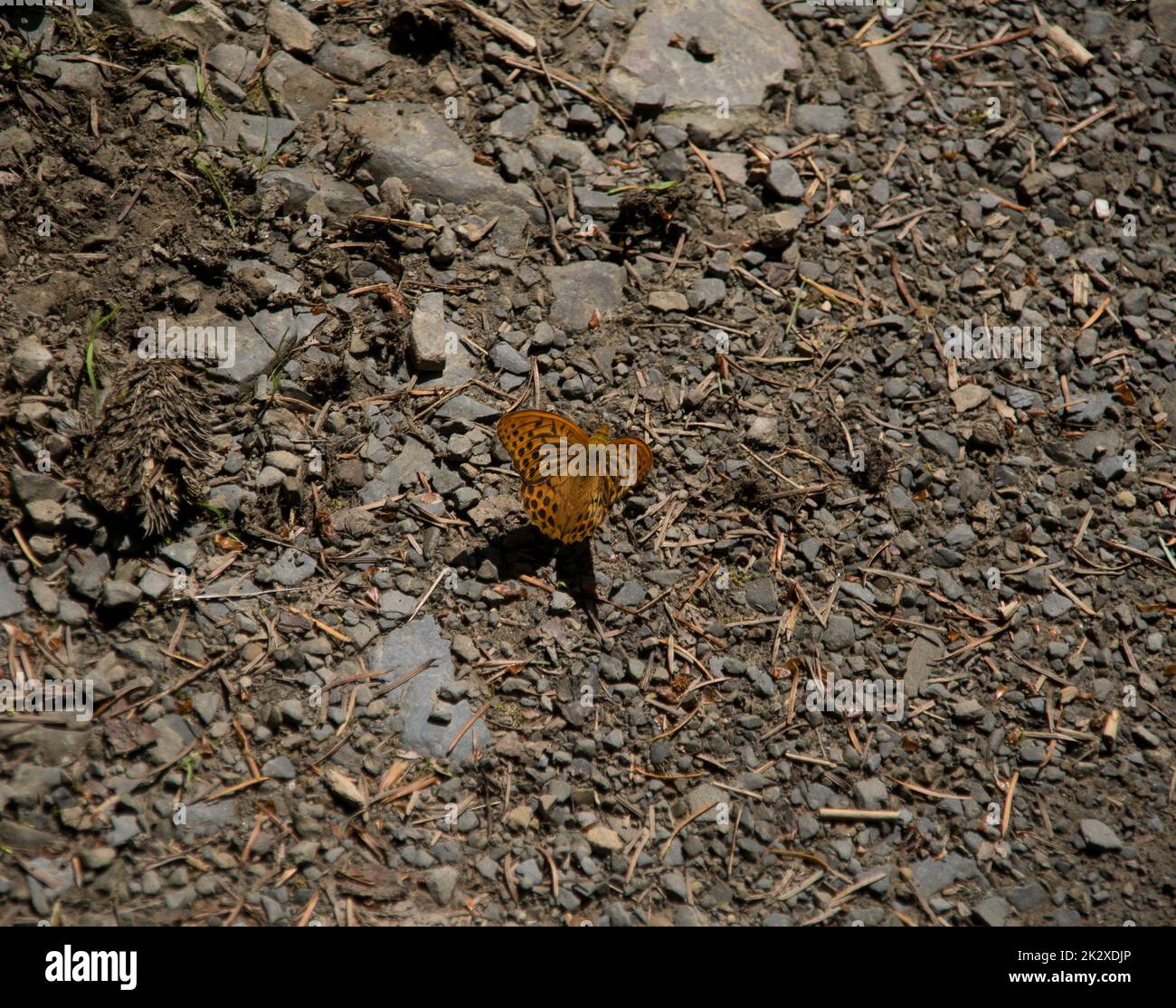 Ground with butterfly hi-res stock photography and images - Alamy