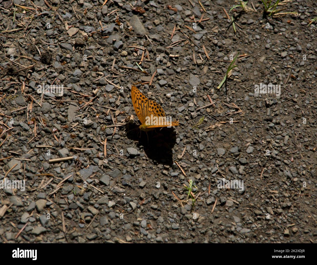 Ground with butterfly hi-res stock photography and images - Alamy