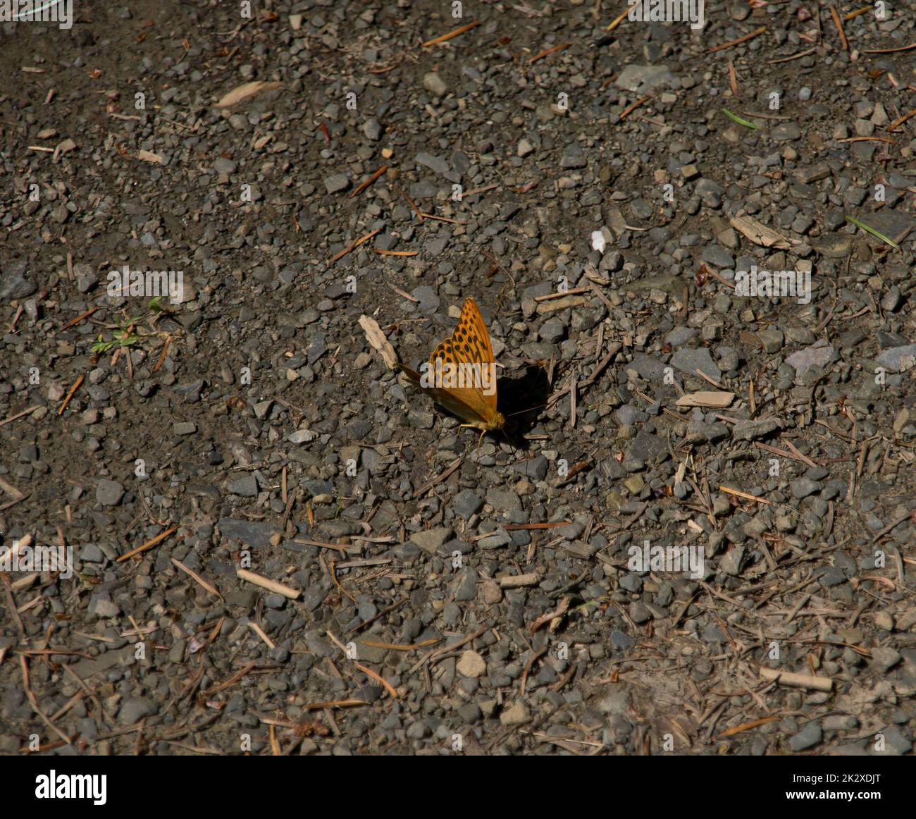 Ground with butterfly hi-res stock photography and images - Alamy