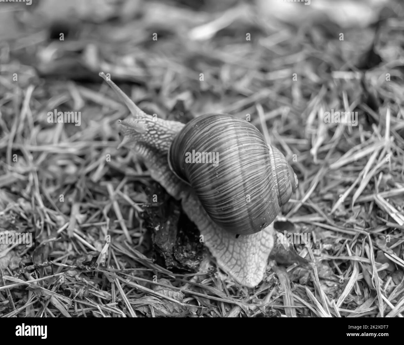 Slimy nautilus hi-res stock photography and images - Alamy