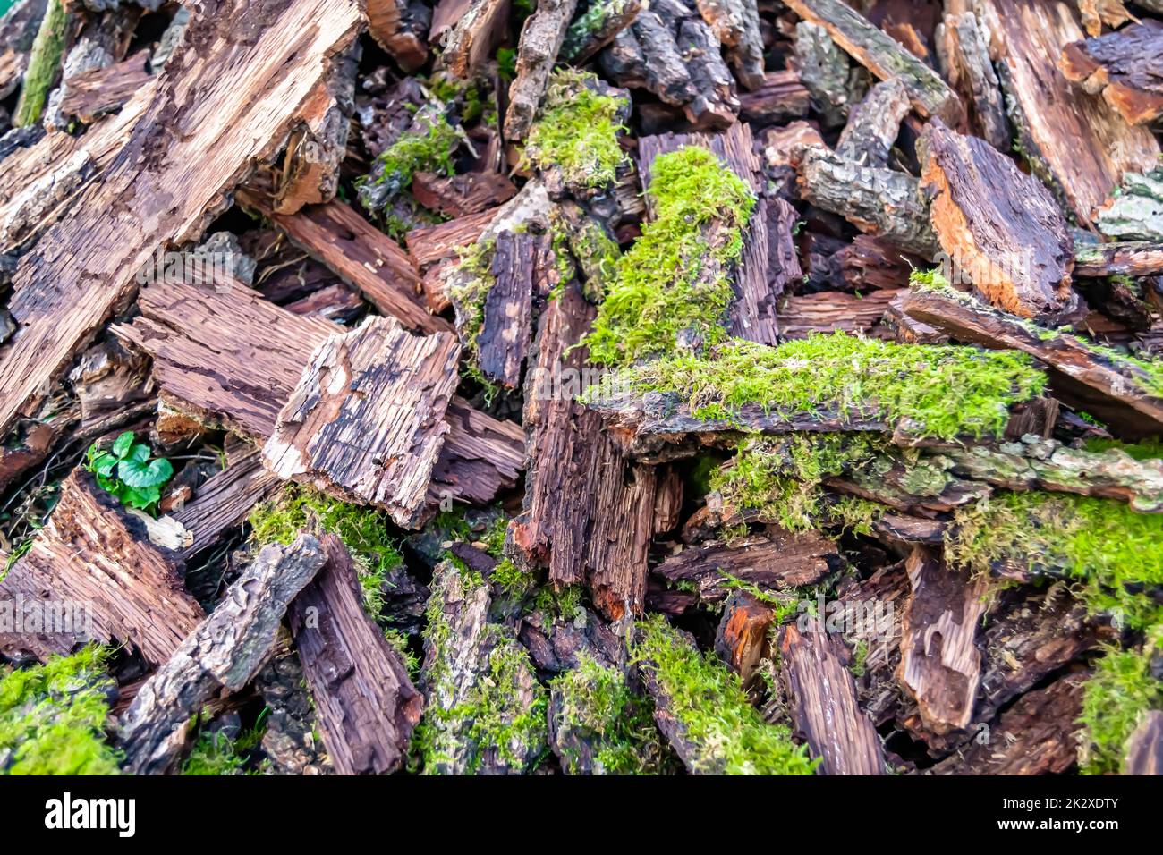 Cracks in the tree hi-res stock photography and images - Alamy
