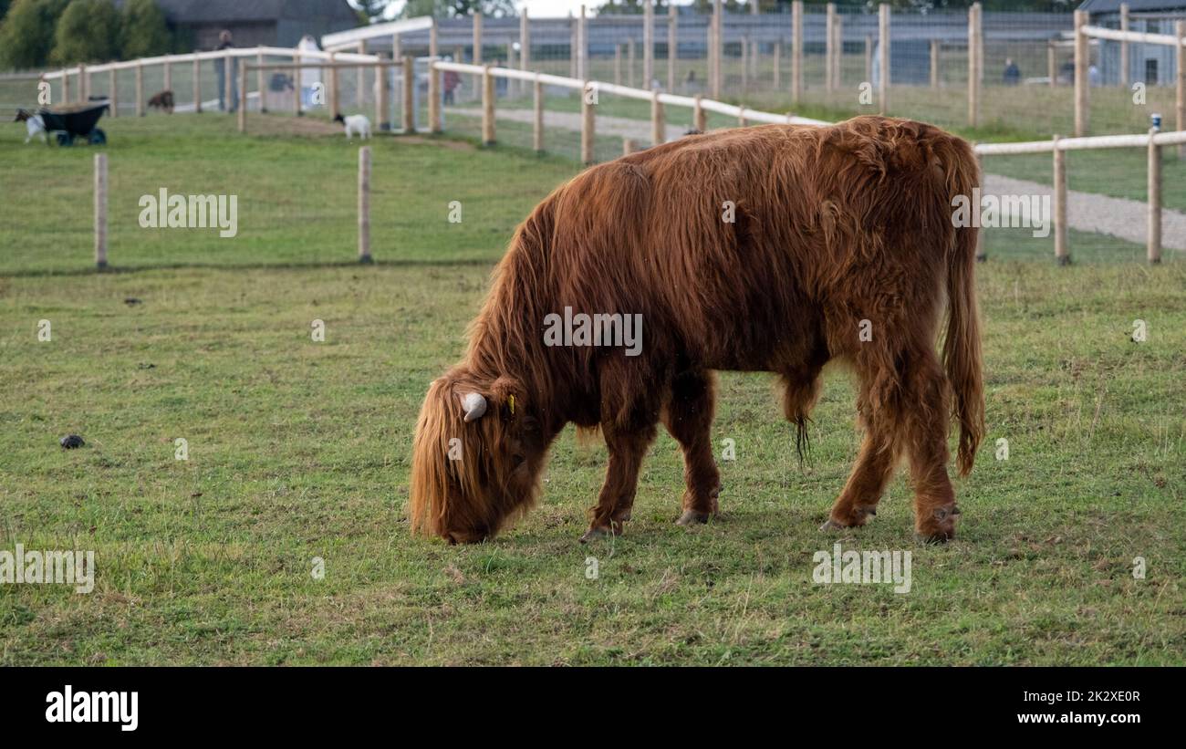 Bull outdoor hi-res stock photography and images - Alamy