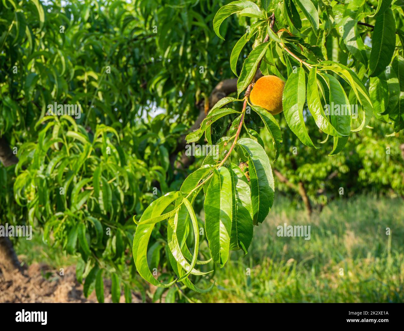 Growing peaches ripening green peaches hi-res stock photography and ...