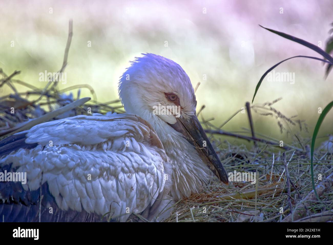 Baby stork hi-res stock photography and images - Alamy