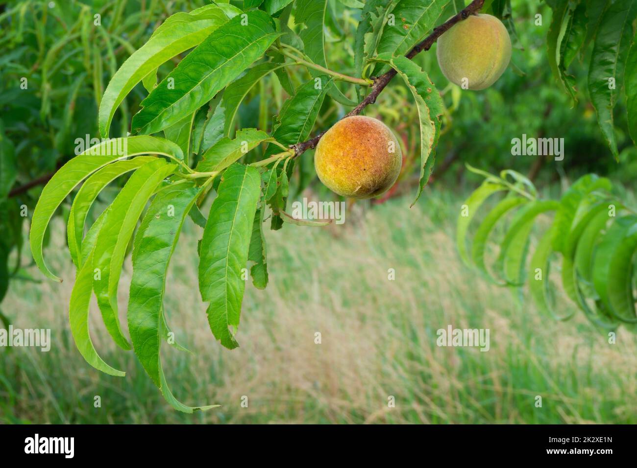 Peach glow hi-res stock photography and images - Alamy