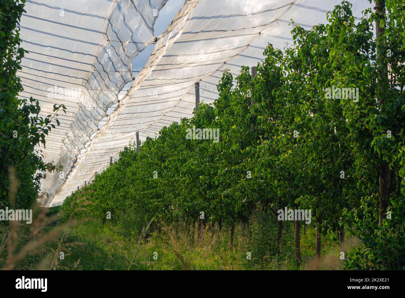 Net over fruit tree hi-res stock photography and images - Alamy