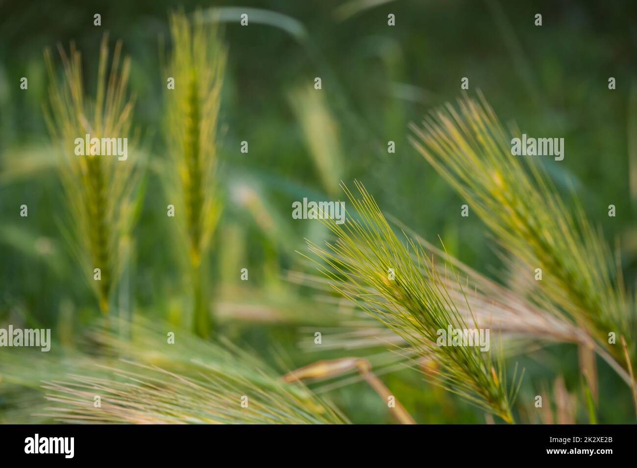 Common barley (Hordeum vulgare L.) - a species of plant in the family ...