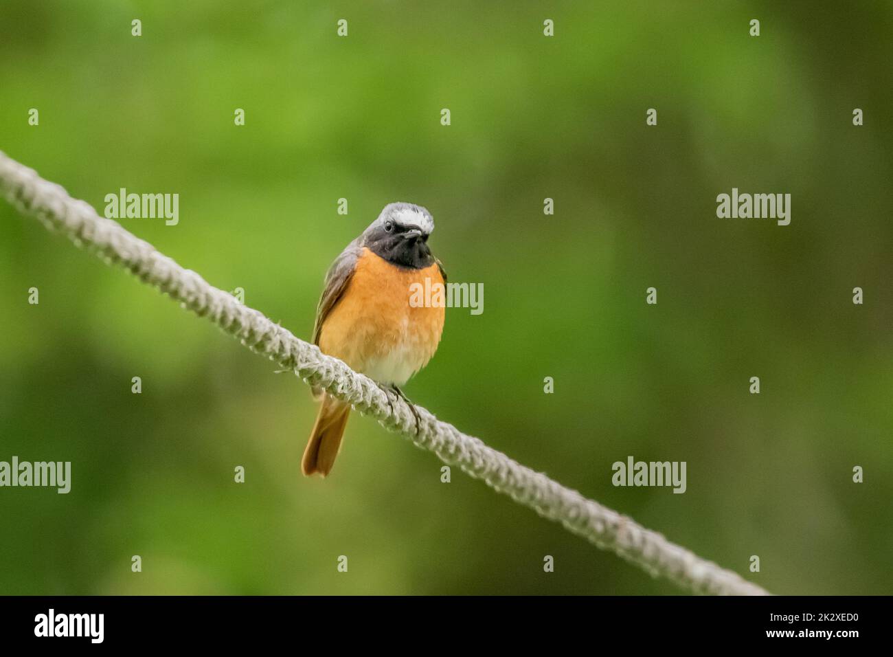 Bird of the year 2002 hi-res stock photography and images - Alamy