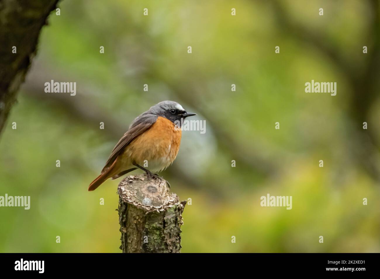 Redstart in the home garden hi-res stock photography and images - Alamy