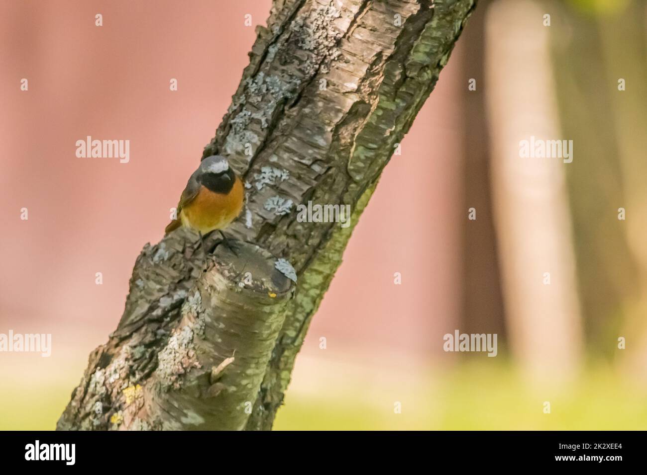 Redstart in the home garden hi-res stock photography and images - Alamy