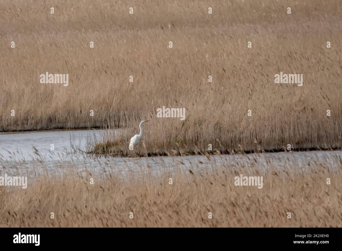 Great egret heron ardea hi-res stock photography and images - Alamy
