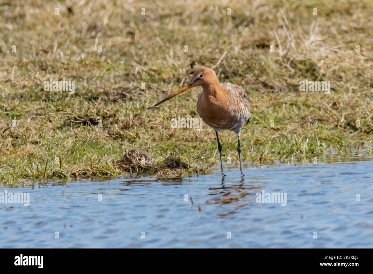 Bar tailed godwit breeding hi-res stock photography and images - Alamy