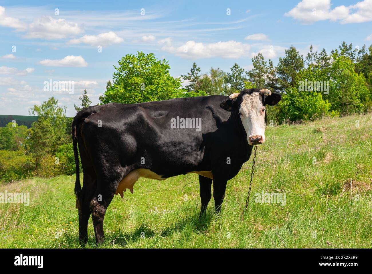 Beautiful scene cow standing hi-res stock photography and images - Alamy