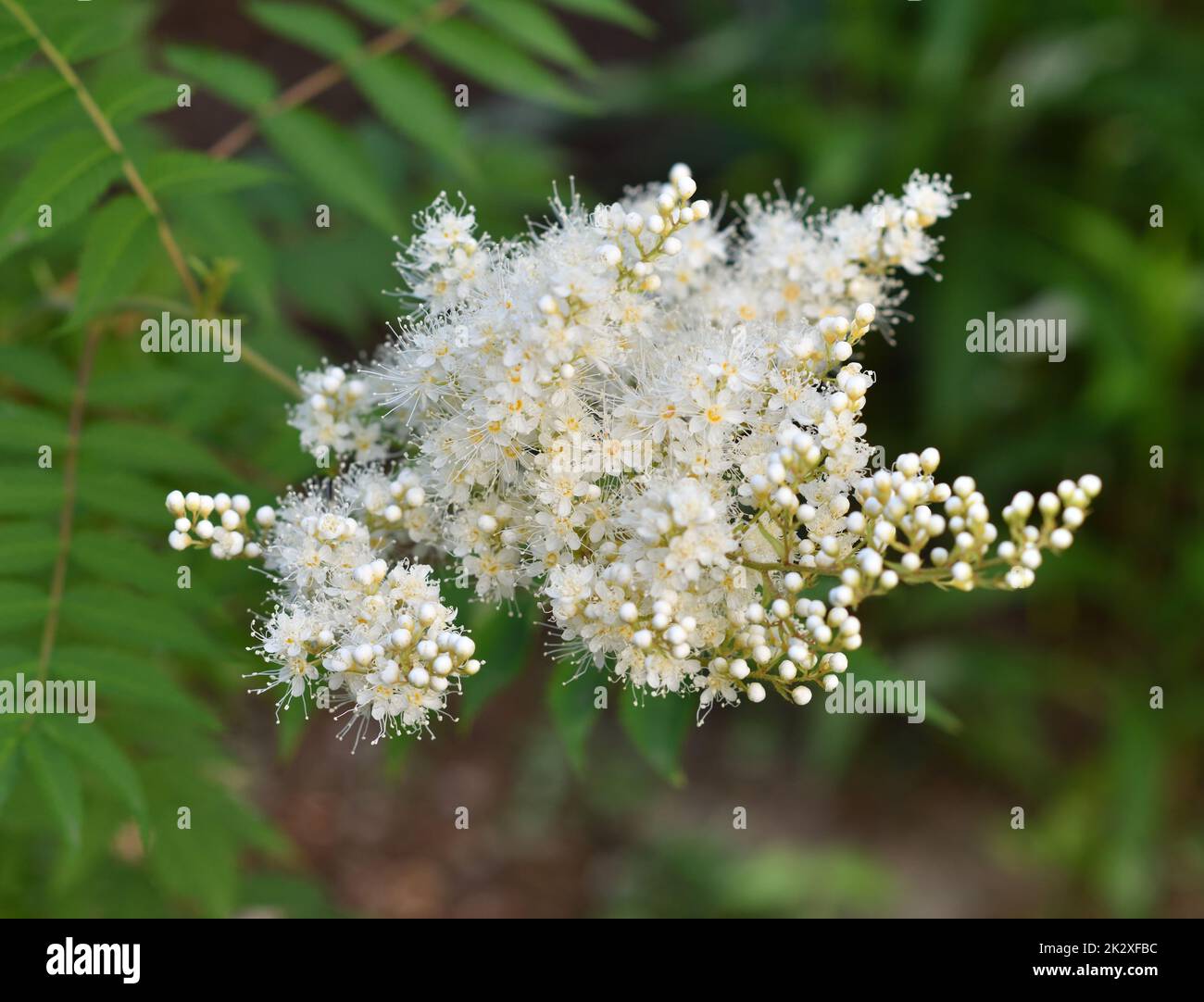 Inflorescences of Sorbaria sorbifolia (Latin Sorbaria sorbifolia) or ...