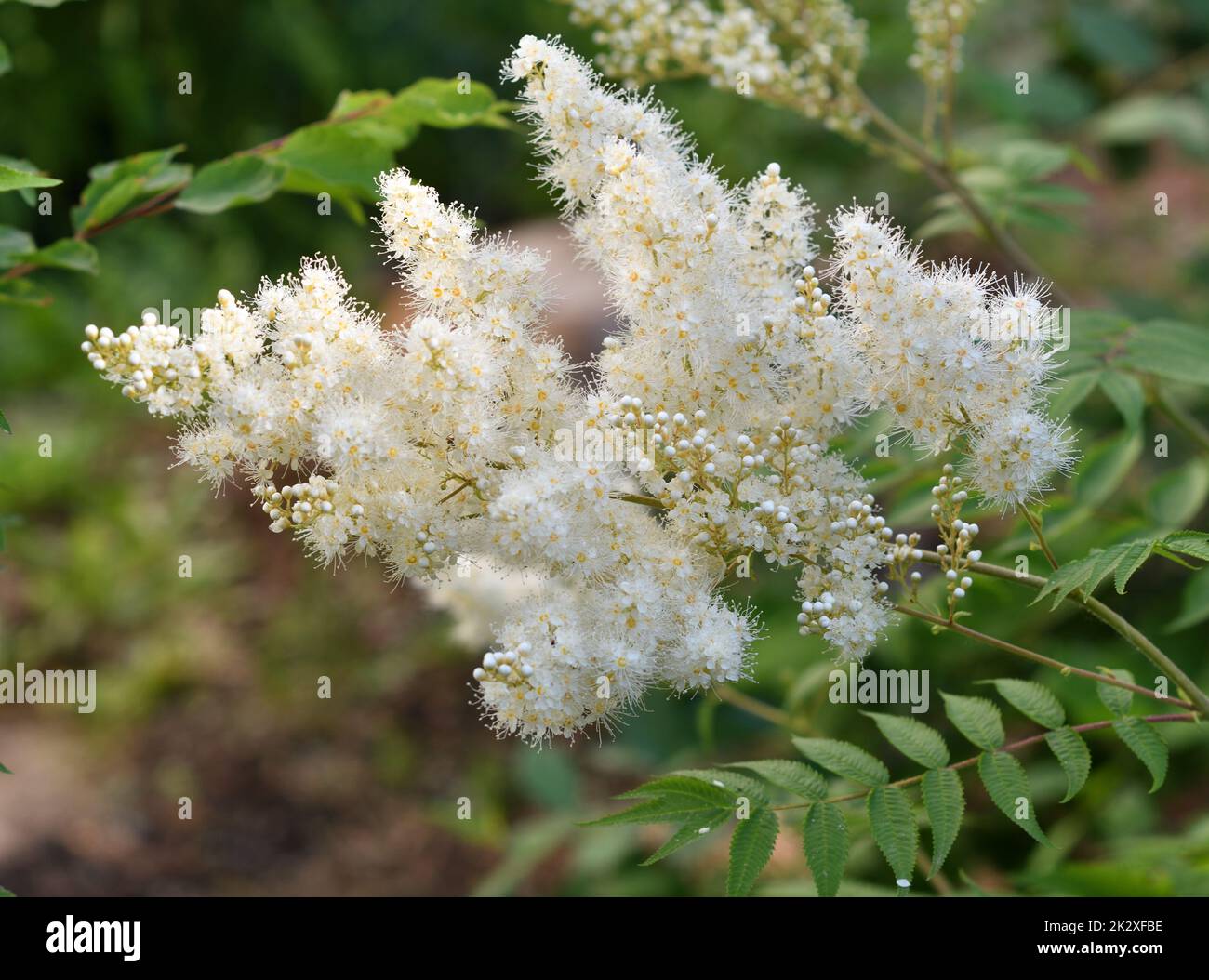 Inflorescences of Sorbaria sorbifolia (Latin Sorbaria sorbifolia) or ...