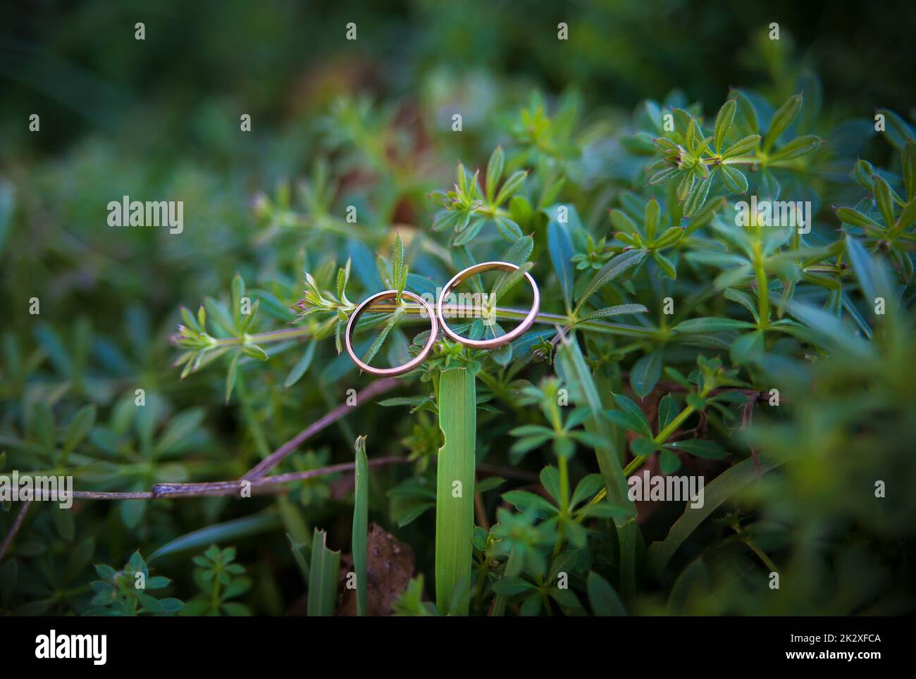 Green plant and wedding rings Stock Photo - Alamy