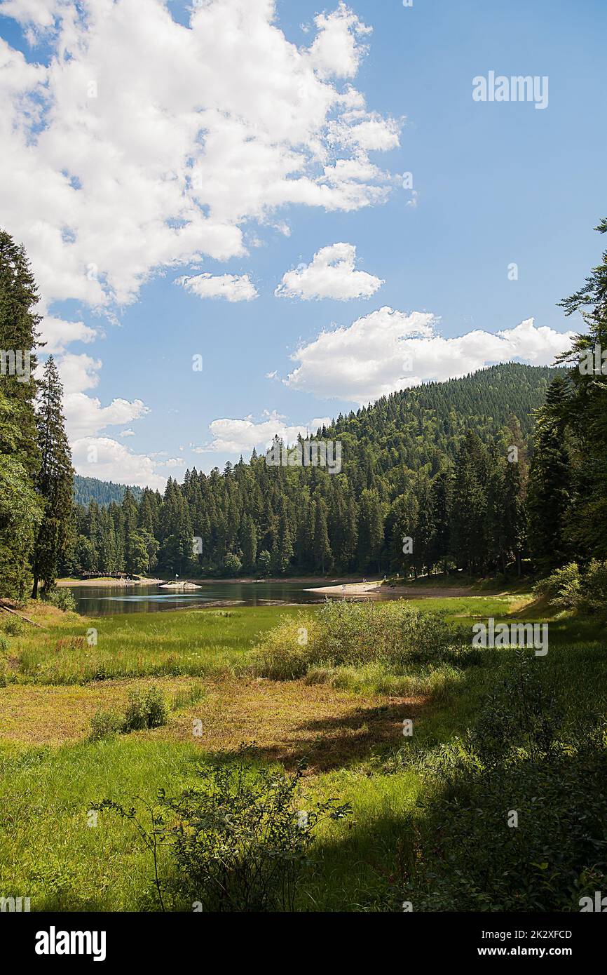 The wild forest hi-res stock photography and images - Alamy