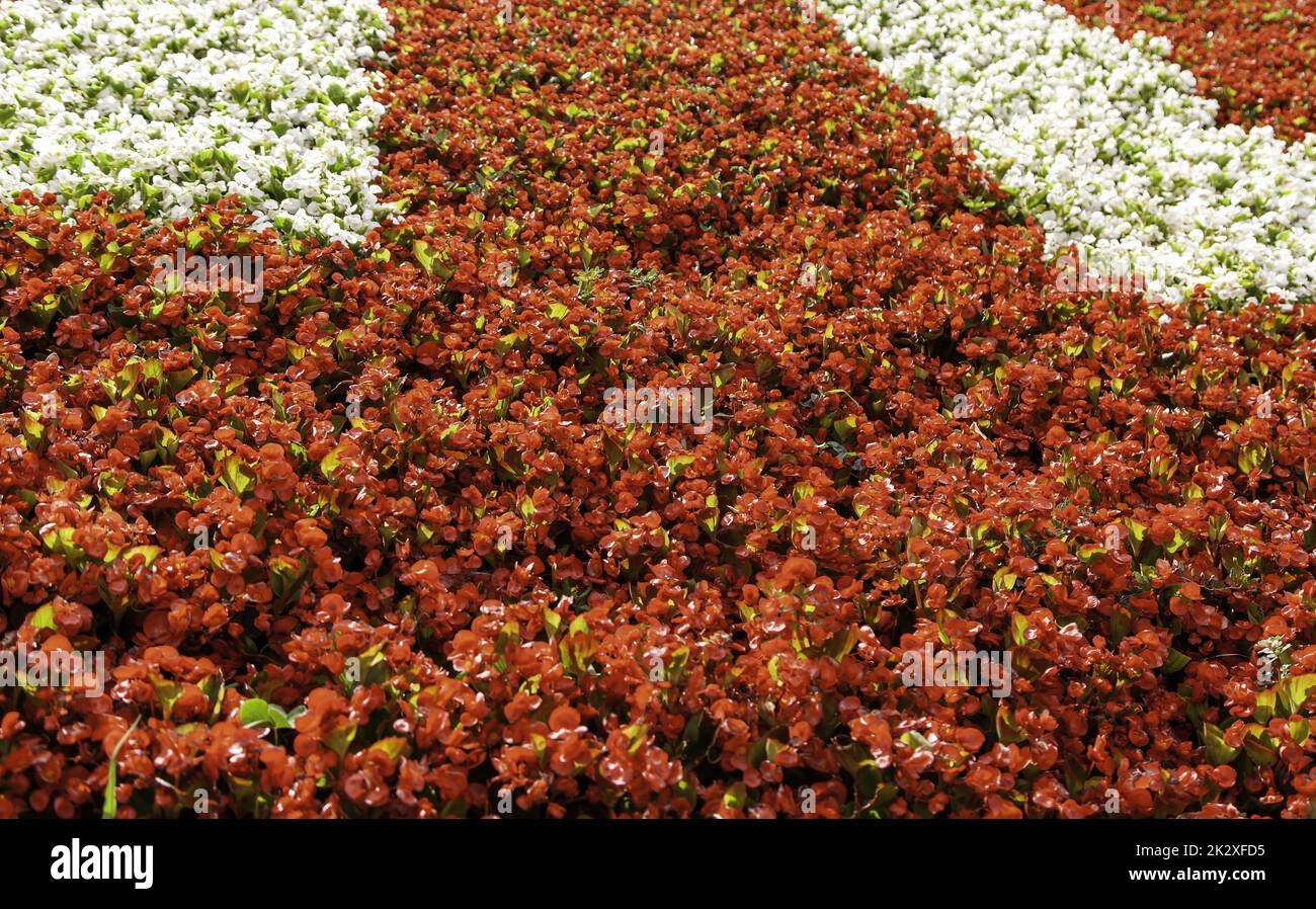 Red with white flowers hi-res stock photography and images - Alamy