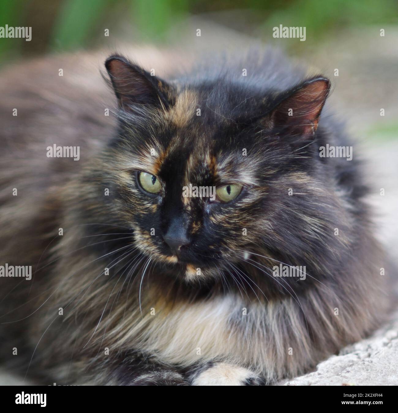 Siberian cat tortoiseshell color Stock Photo - Alamy