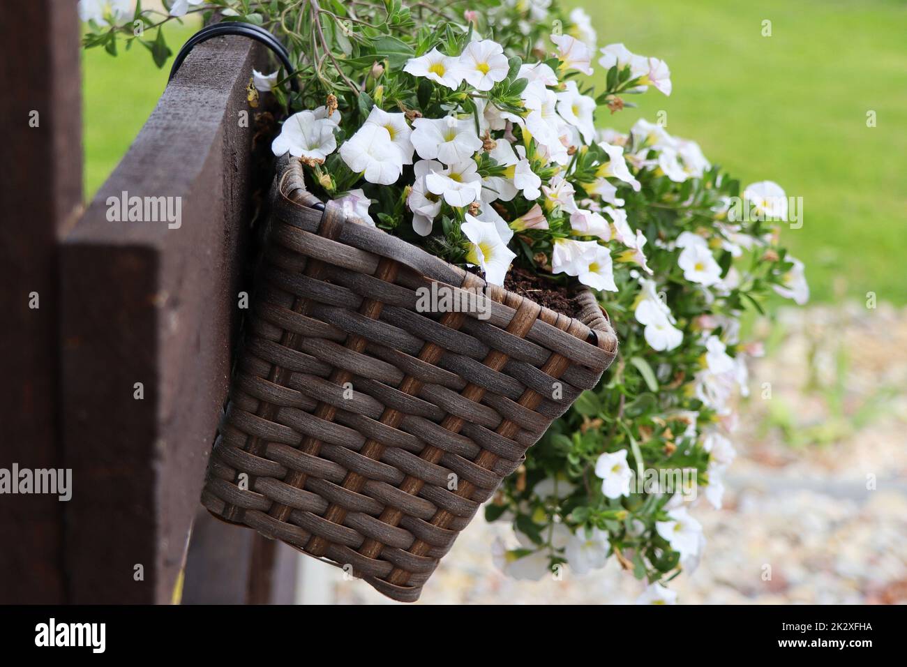 A beautiful garden window box planted with white summer flowers Stock ...
