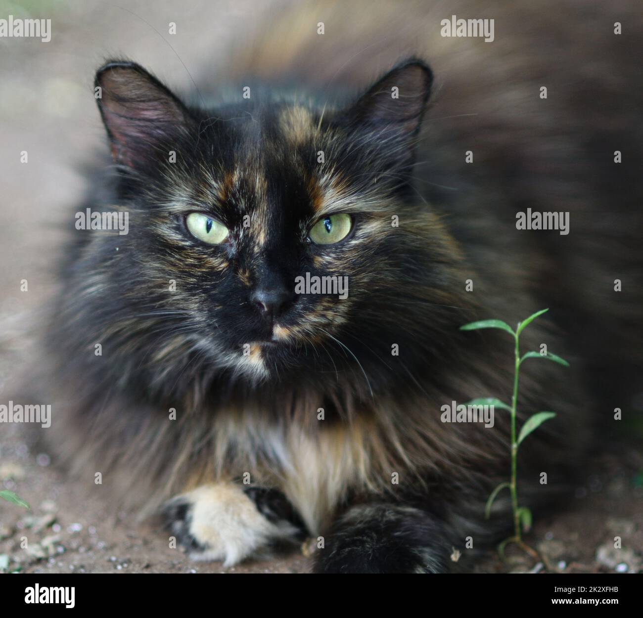 Siberian cat tortoiseshell color Stock Photo - Alamy
