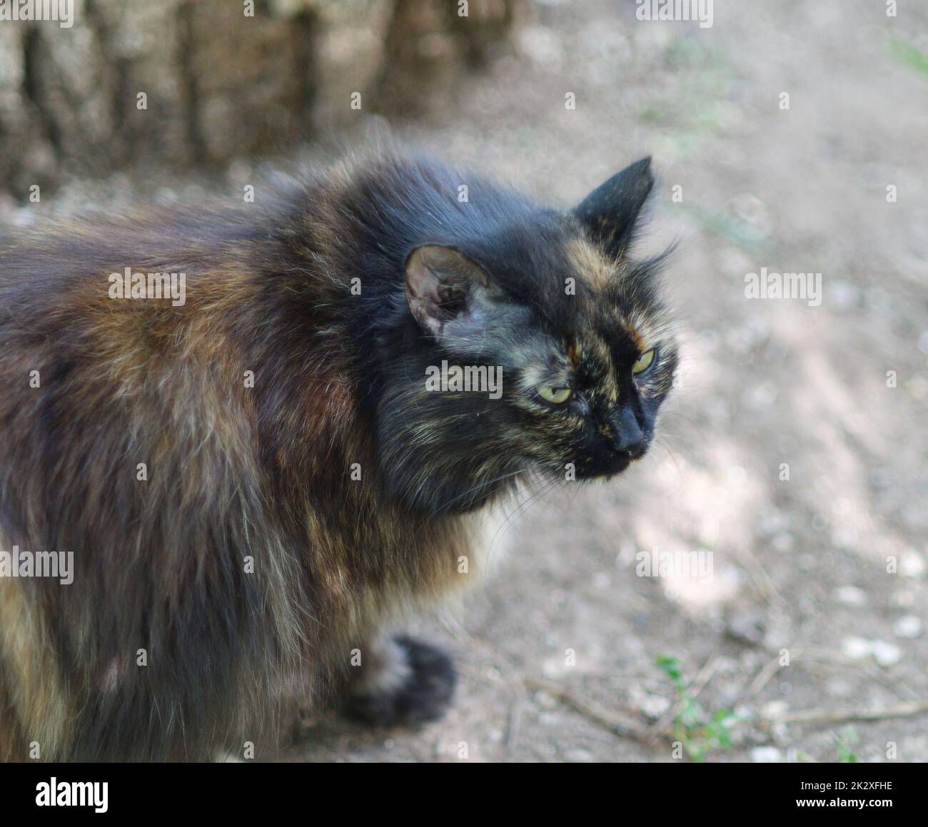 Siberian cat tortoiseshell color Stock Photo - Alamy