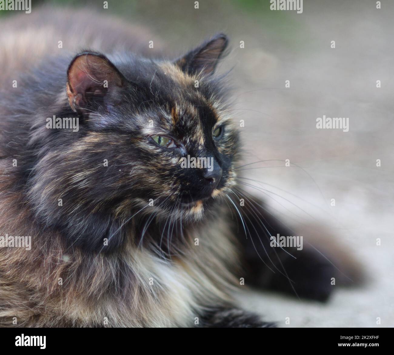 Siberian cat tortoiseshell color Stock Photo - Alamy