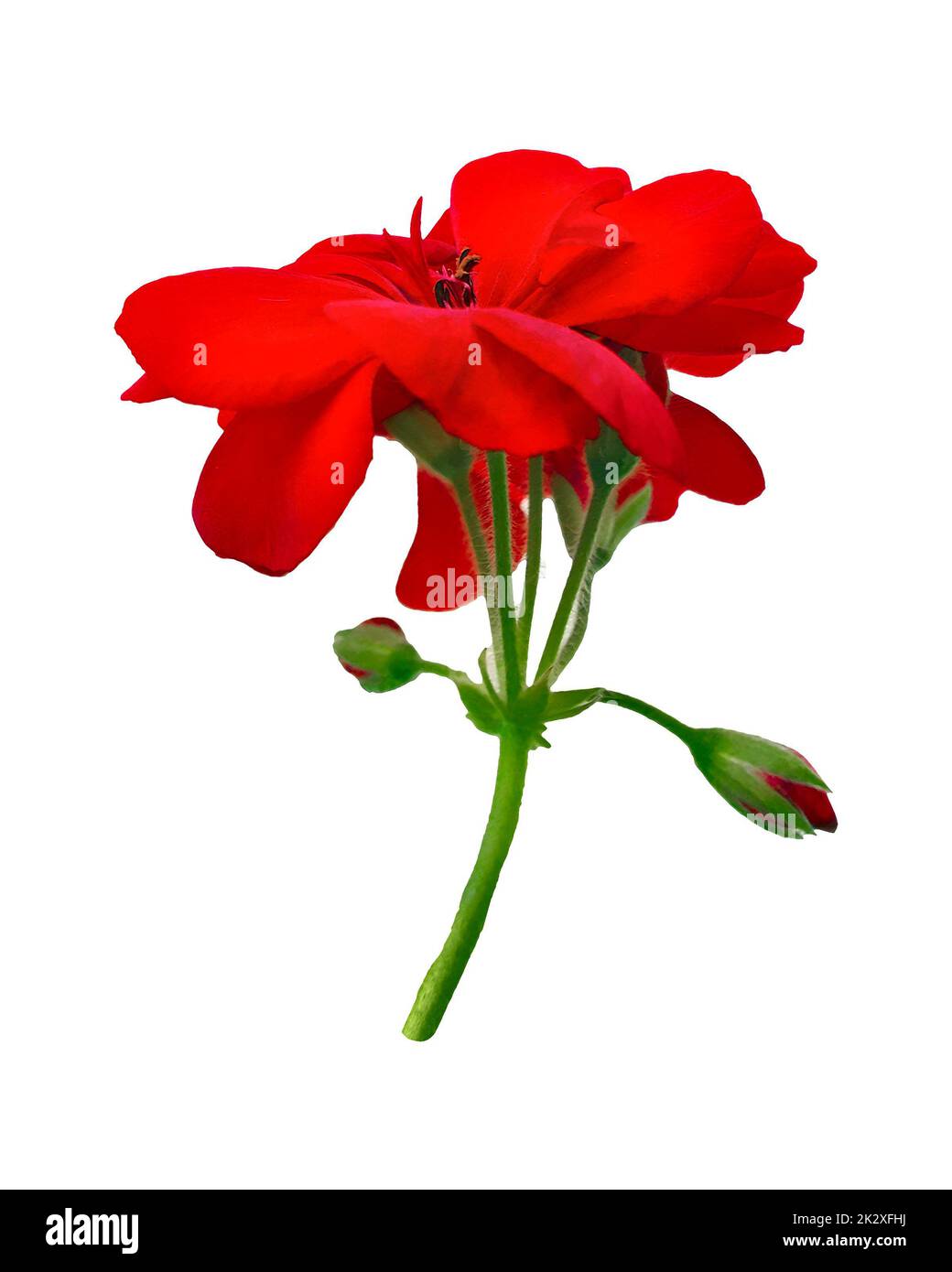 Blossom of geranium Cut Out Stock Images & Pictures - Alamy