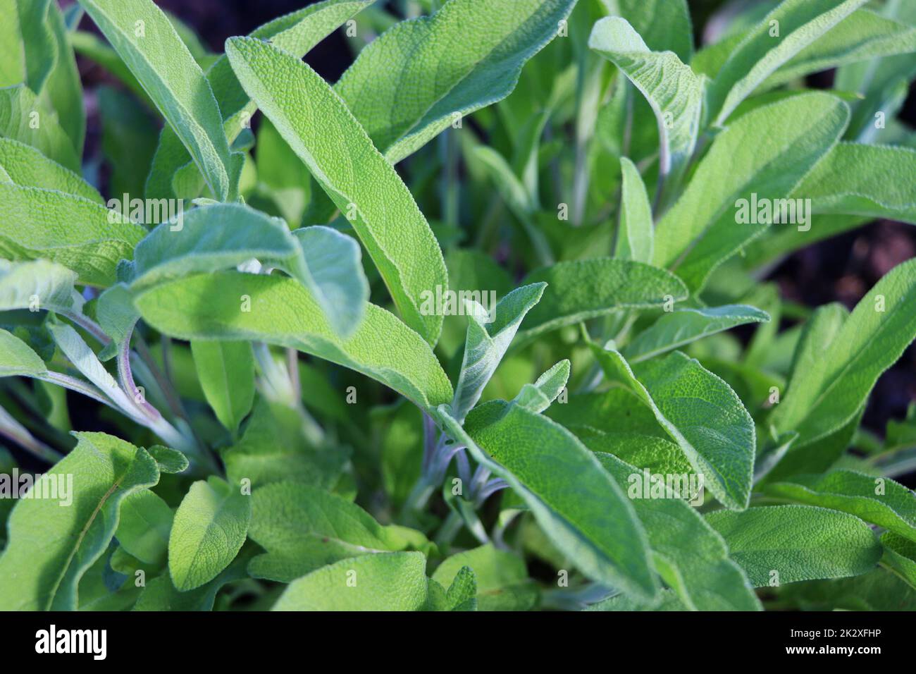 Salvia officinalis or common sage - perennial subshrub, used in ...