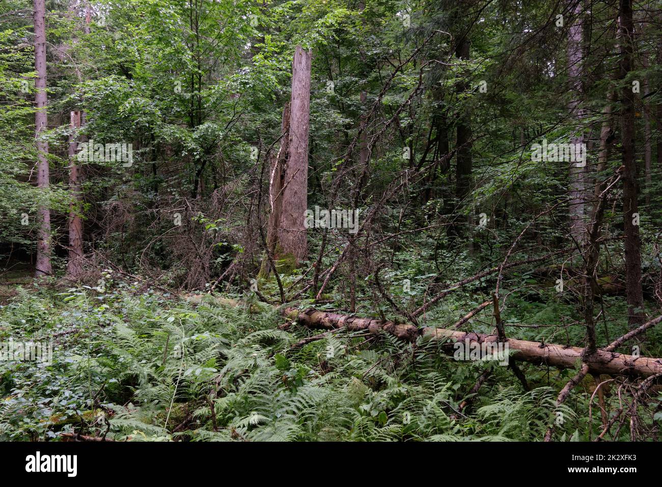 Summertime wet mixed forest with broken dead trees Stock Photo - Alamy