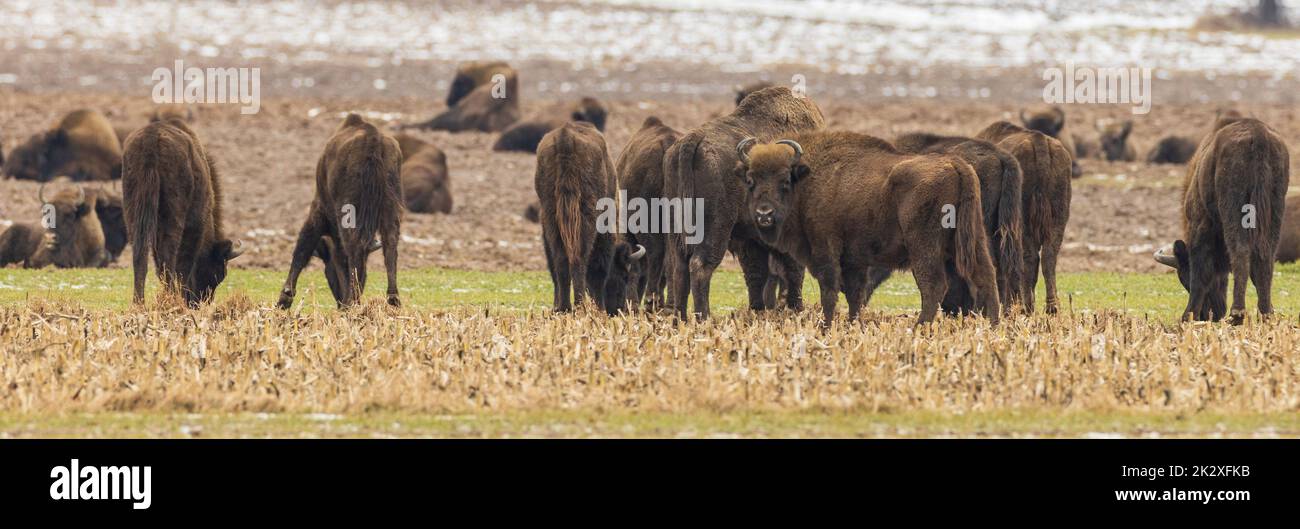 Bison field hi-res stock photography and images - Alamy