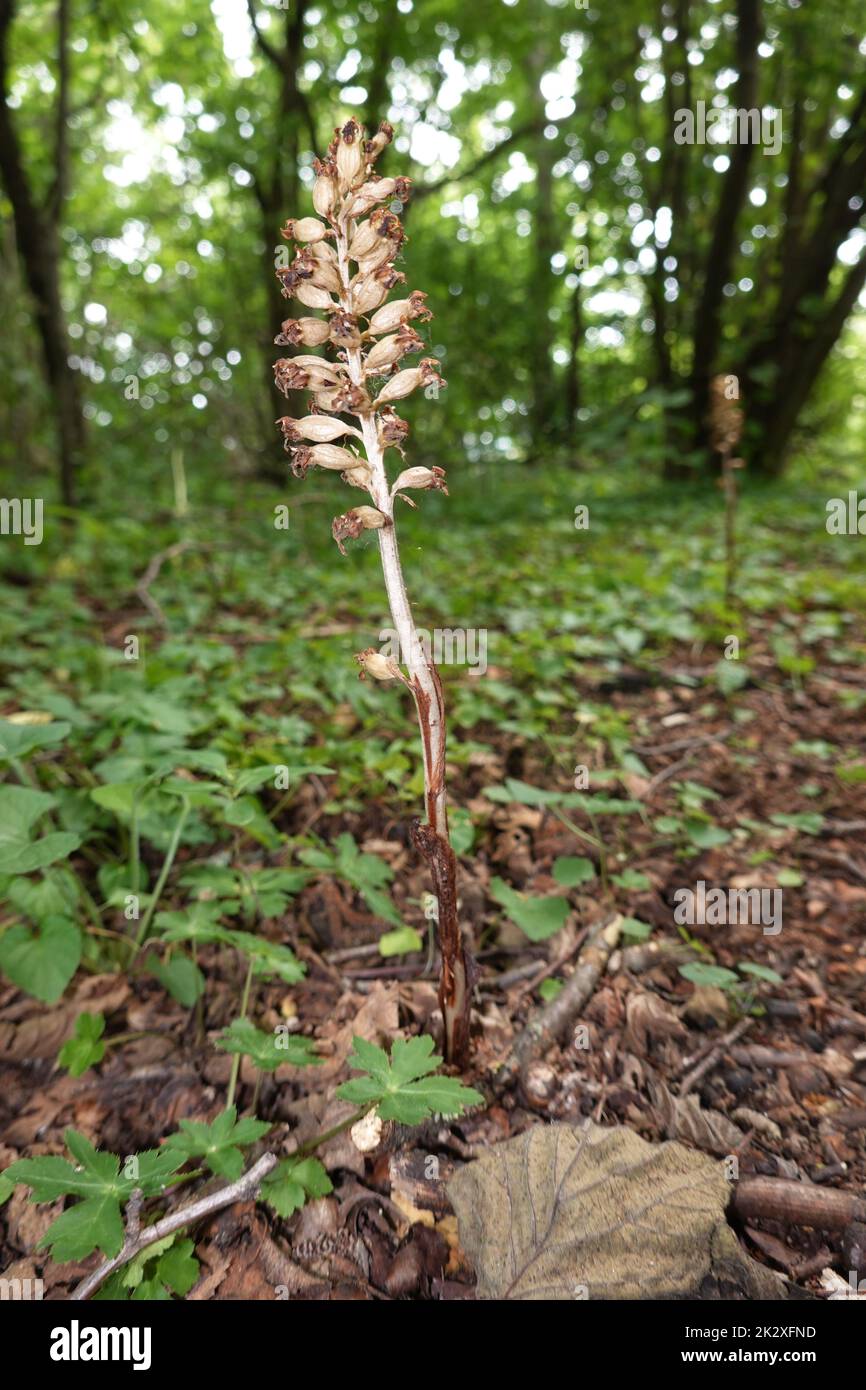 Vogel-Nestwurz (Neottia nidus-avis) - fruchtende Pflanze Stock Photo ...