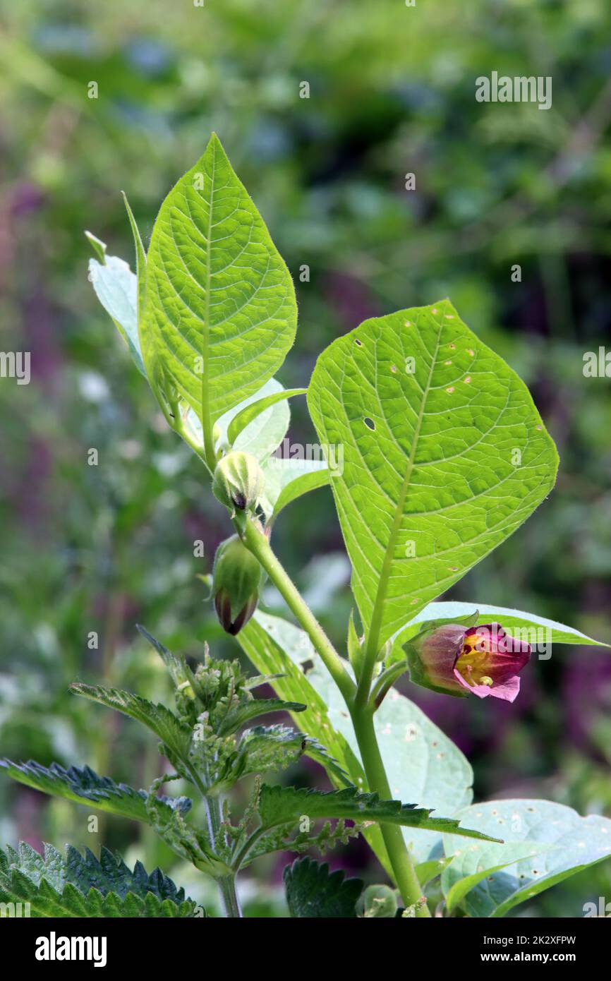 Schwarze Tollkirsche (Atropa belladonna) - blÃ¼hende Pflanze Stock ...