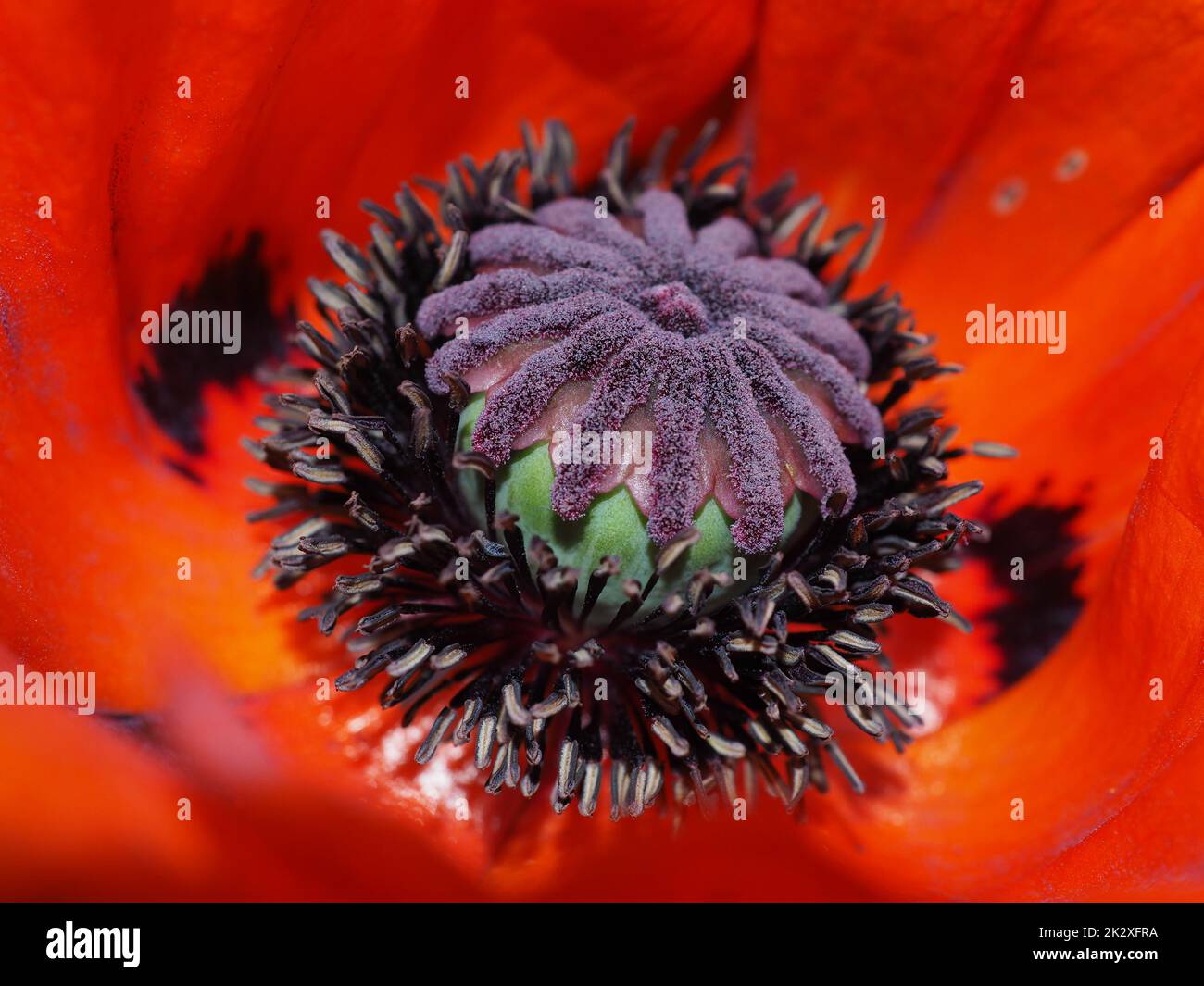 Poppy detail hi-res stock photography and images - Alamy