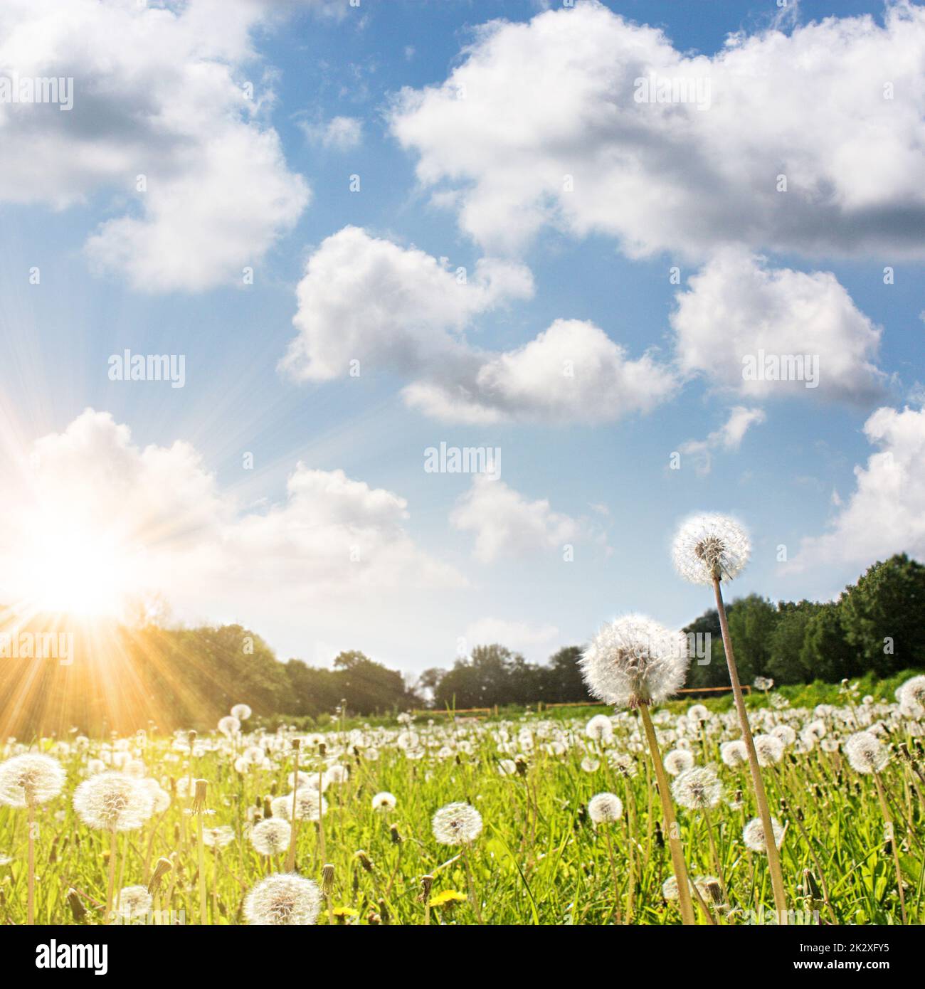 Dandelion flower with flying feathers on blue sky Stock Photo - Alamy