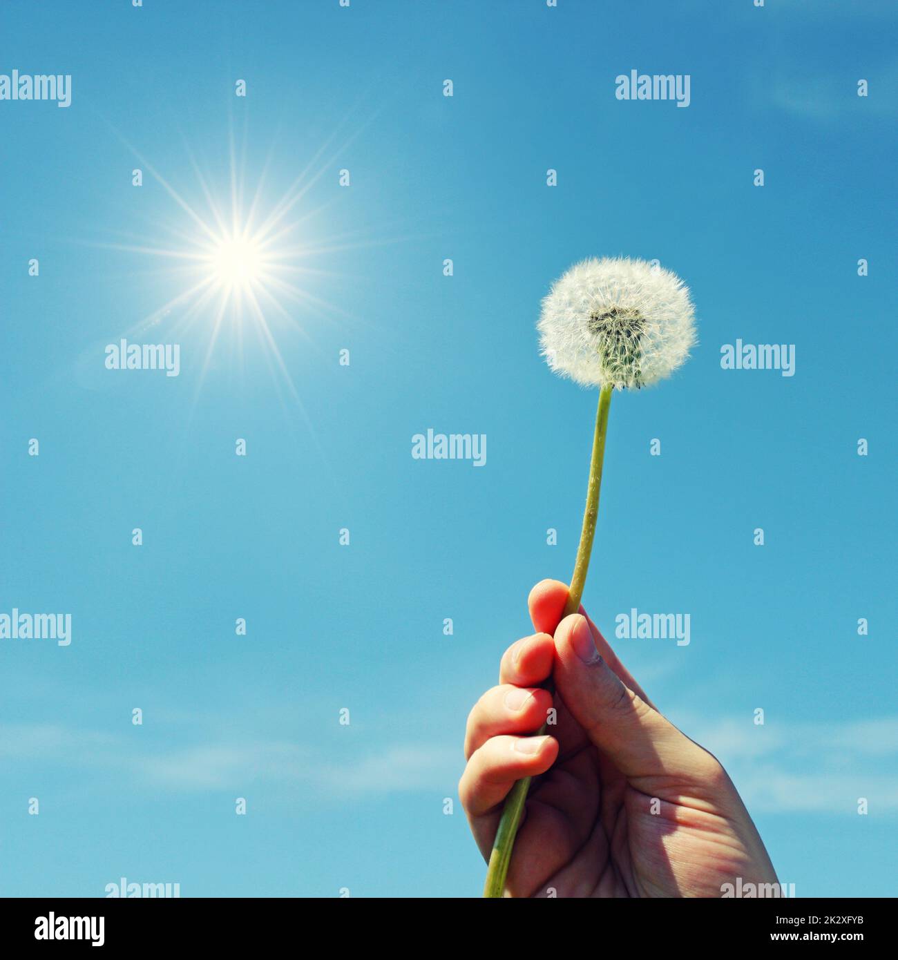 Dandelion flower with flying feathers on blue sky Stock Photo - Alamy