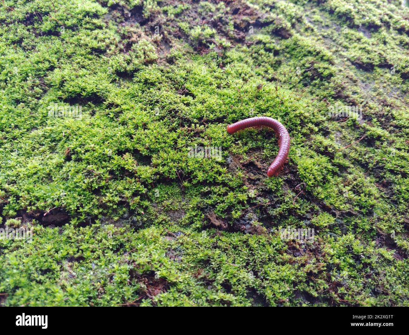 Green venom hi-res stock photography and images - Alamy