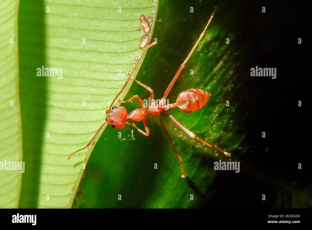 red ants on leaves , Red ant legs are orange. Or reddish brown, head ...