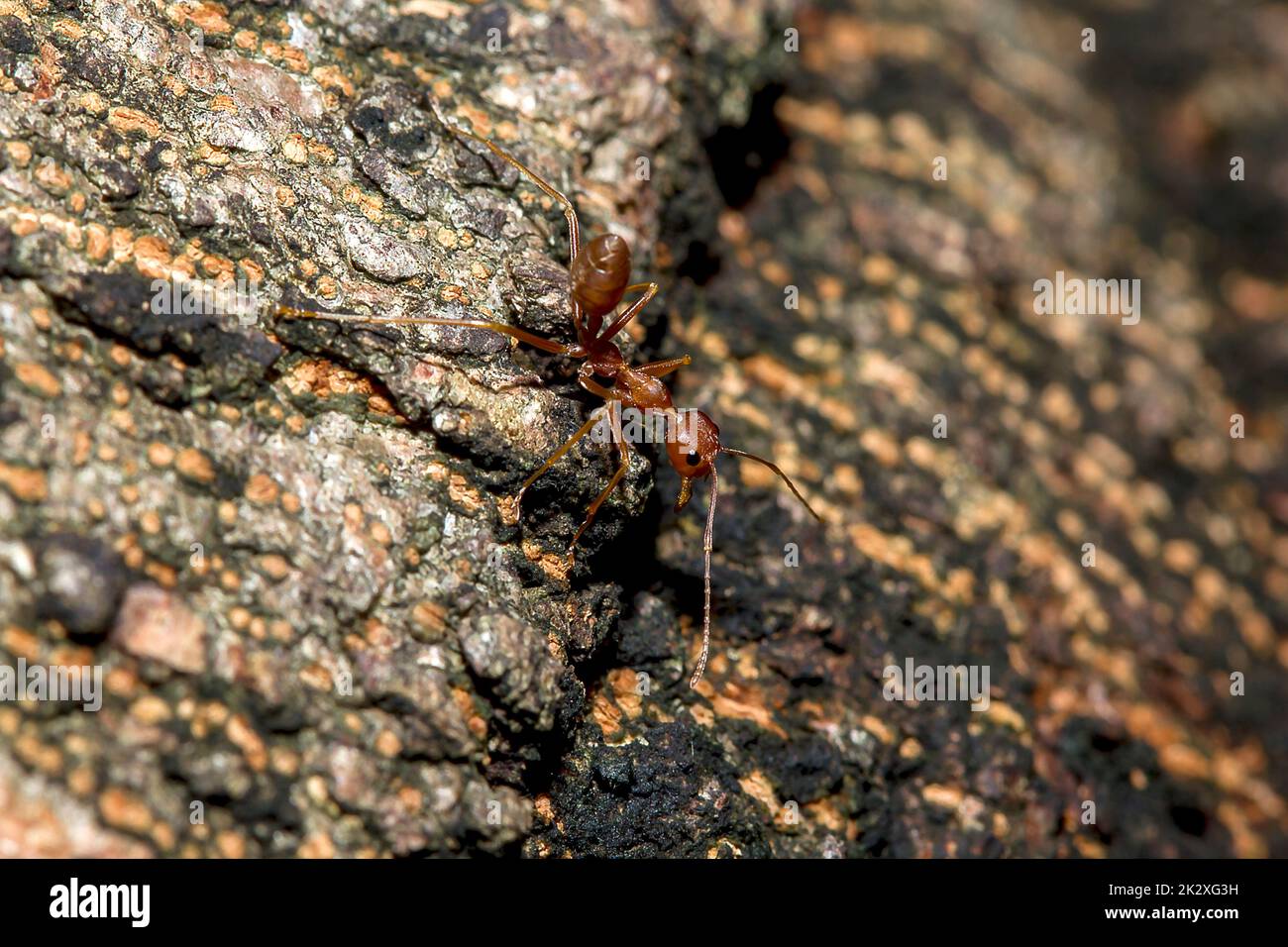 Ant carry seed hi-res stock photography and images - Alamy