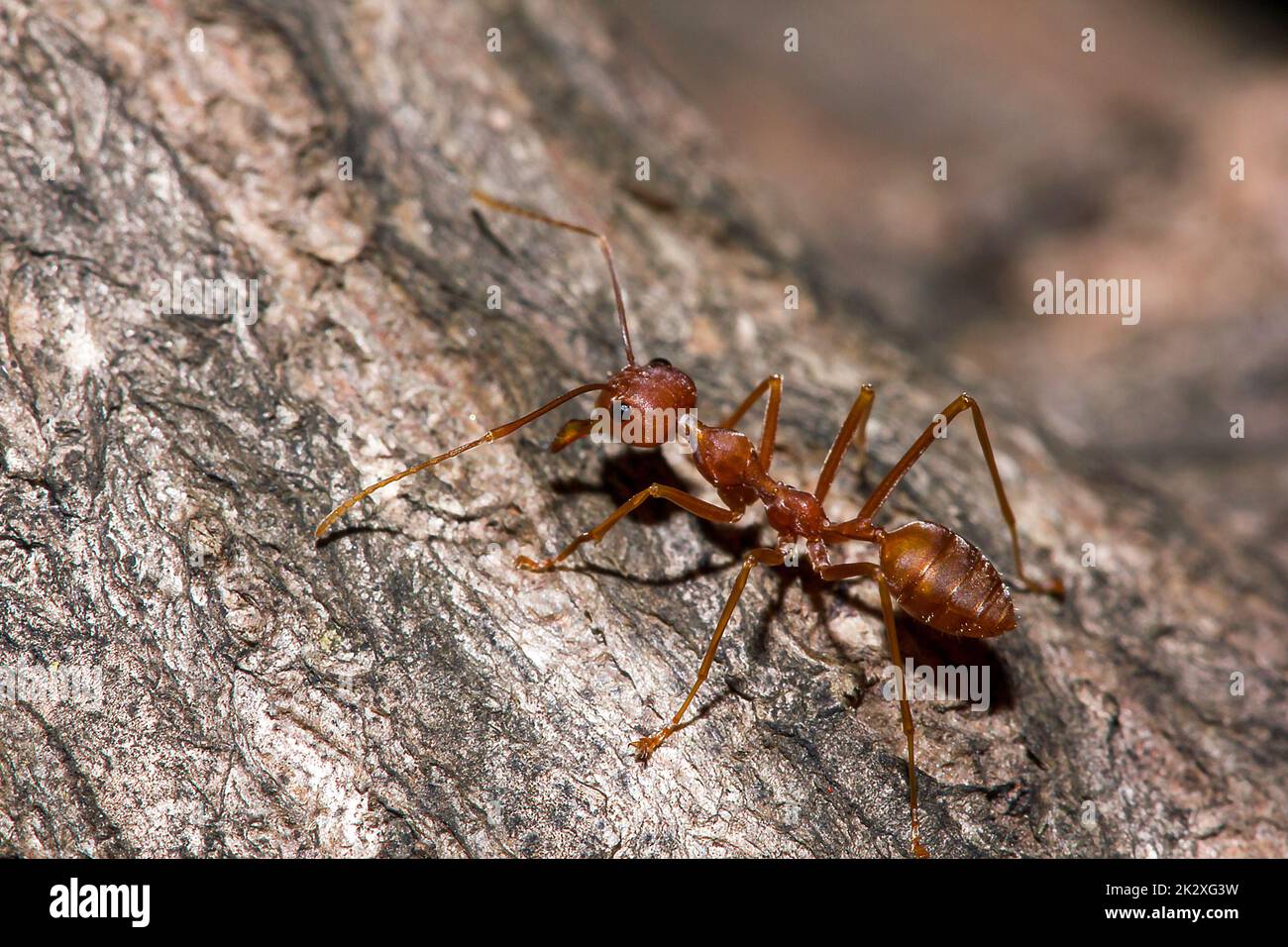 OWeaver ants or Green ants. The body, tentacles, and legs are orange on ...