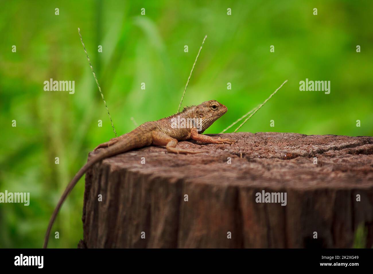 Oriental garden lizard on a dry stump Wait for traps to eat various ...